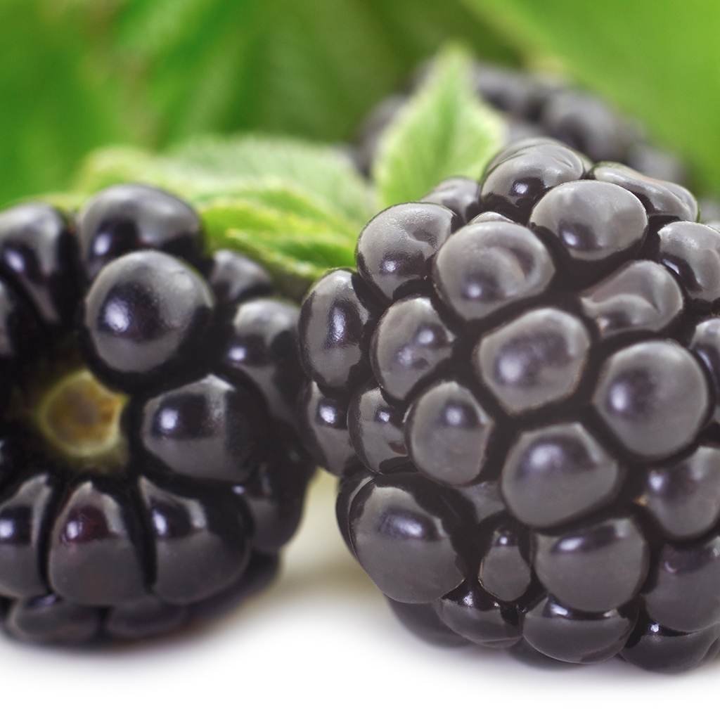 Vedini Dewberry HR Fragrance Oil | Jindeal INC | Fragrance Oil