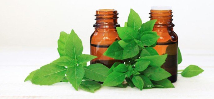 Basil Hydrosol Water | JINDEAL INC