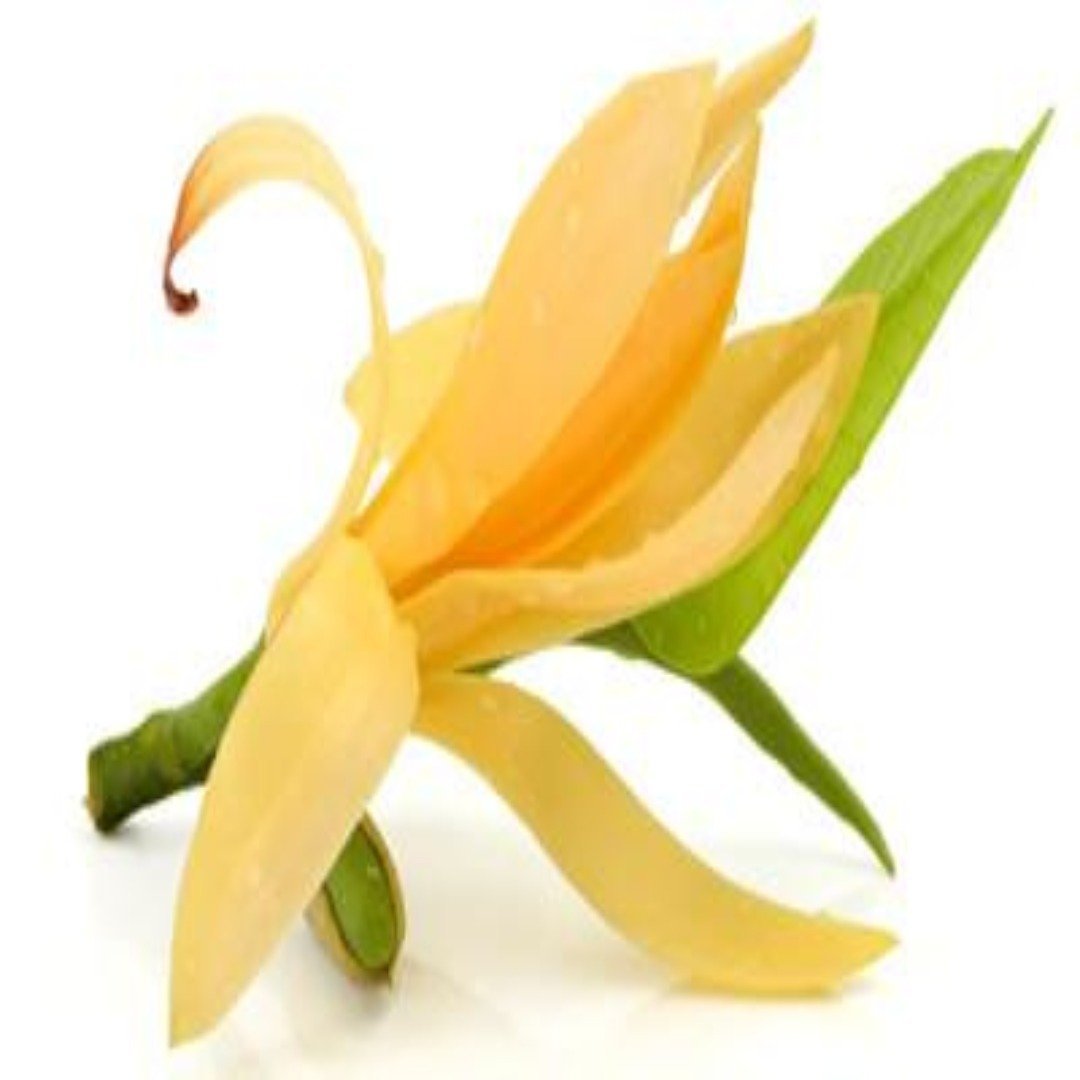 Champa (Mangolia) Hydrosol, Organic Hydrosol | JINDEAL INC